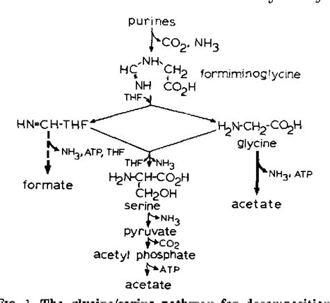 Figure 1 From Glycine Synthase Of The Purinolytic Bacterium
