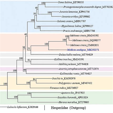 Phylogenetic Tree Of Nymphalidae Maximum Likelihood Ml Method Was