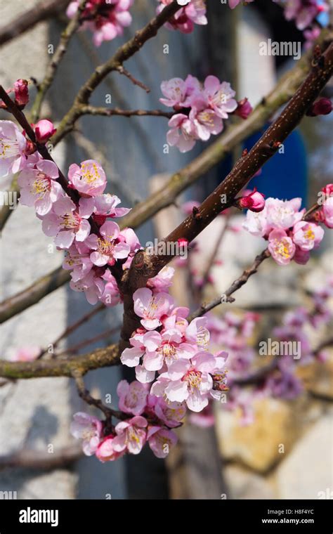 Cherry Blossoms On A Branch Stock Photo Alamy