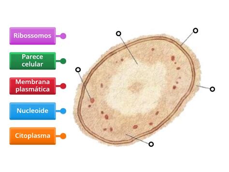 Estrutura Celular Bacteriana Imagem Com Legenda