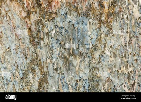 Explore The Intricate Details Of This Fossil Texture With Earthy Hues The Image Highlights The