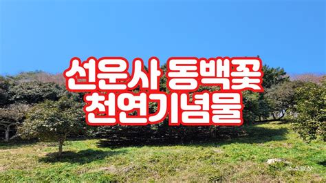 고창 선운사 동백나무숲 천연기념물 제184호 Youtube