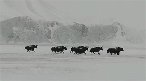 野牦牛组团雪地撒欢开party 盐池湾沸腾了 凤凰网视频 凤凰网