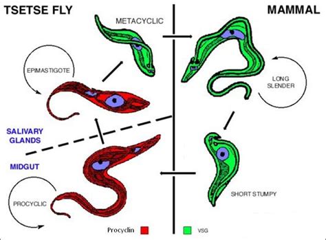 Trypanosoma Brucei Life Cycle