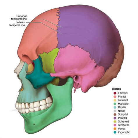 Superior Temporal Line