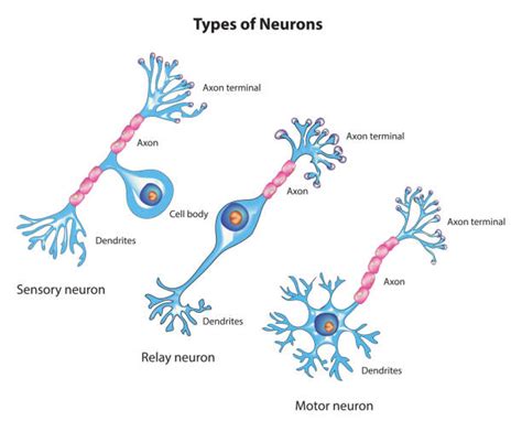 10 Axon Terminal Ilustrasi Grafik Vektor And Clip Art Bebas Royalti