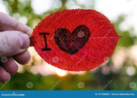 Red Autumn Leaf With Inscription Text I Love With Heart Symbol Stock