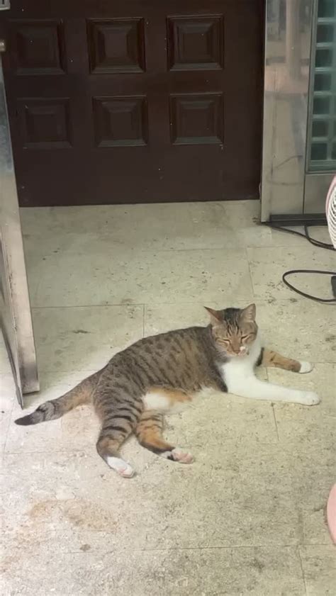 ‼️誰家的貓走失了‼️ ‼️我需要流量‼️ ‼️地點在中和‼️ 這隻🐱在兩週前的某天 跟在我姐後面 一路跟回家 因為看他瘦的不成貓形 真的很