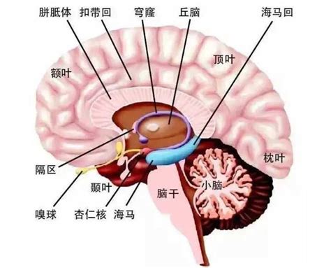 前扣带回与后扣带回功能之间有什么联系与区别？ 知乎