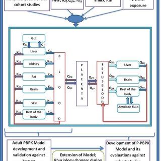 A Conceptual Model For The Development Of P PBPK Model It Involves The