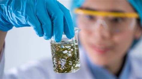 The Liquid Tree Revolutionizing Urban Air Purification