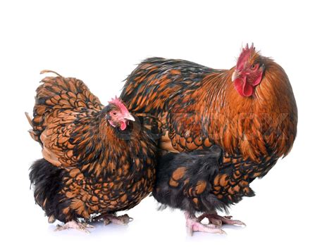 Gold Laced Orpington Stock Image Colourbox