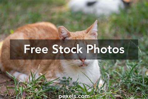 Hairygingerpusdy Photos Download The Best Free Hairygingerpusdy