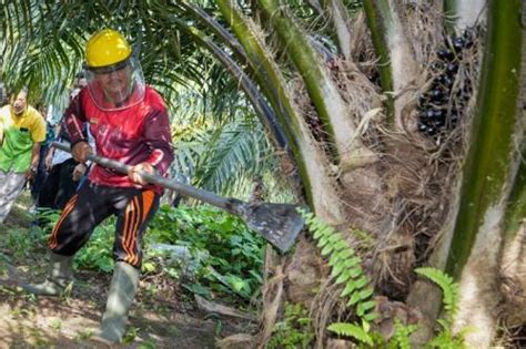 Berikut 5 Negara Penghasil Kelapa Sawit Terbesar Di Dunia
