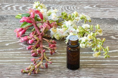 Qué Son Las Flores De Bach Y Para Qué Sirven