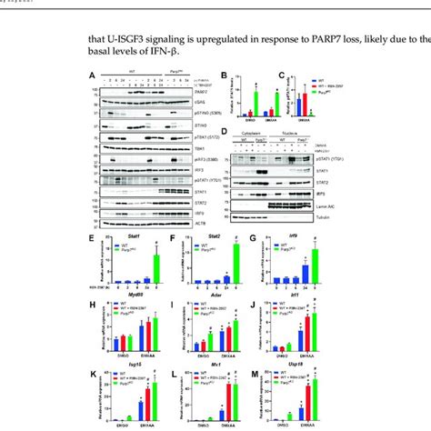 Parp7 Loss Or Its Inhibition Increases Type I Ifn Signaling A Parp7