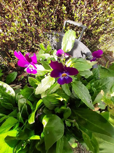Wild Pansy In April 2026 By Eleanor Bissell · Inaturalist
