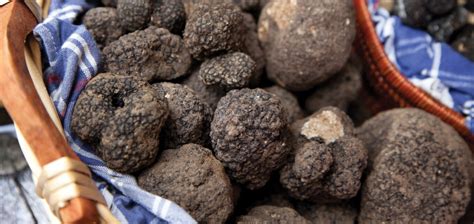 Where To Find Truffle Mushrooms