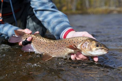 Onon River In The Loop Magazine