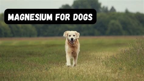 Magnesium for Dogs | Supplement Guide - YouTube