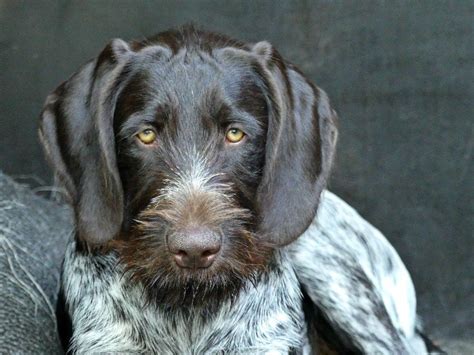 German Wirehaired Pointer Breed Info Pics Puppies Traits Hepper German Wirehaired Pointer Breed Info Pics Puppies Traits Hepper