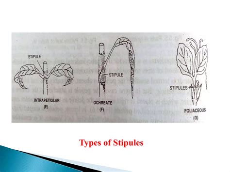 Leaf Structure Adaptations Development Pptx