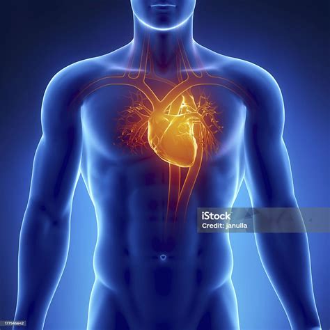 휴머니즘 심장 해부 구조 인체에 대한 스톡 사진 및 기타 이미지 인체 남자 심근 Istock