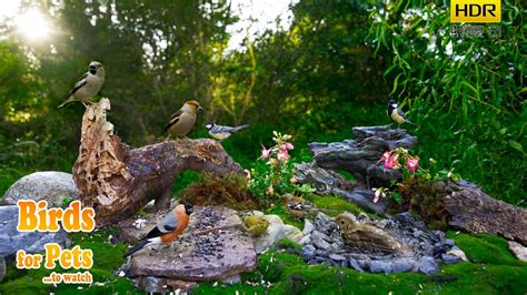 Birds Natural Feeder Meeting 4K HDR CATs Tv YouTube