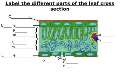 Flowering Plants Diagram Quizlet