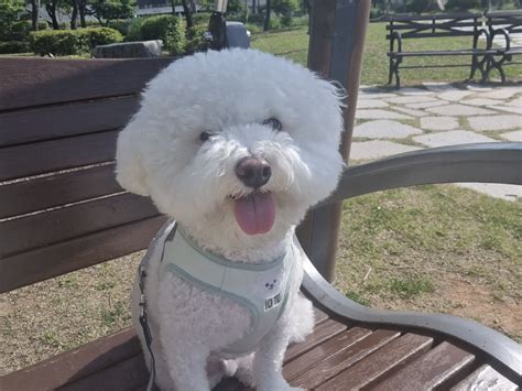 입양간지1년 지난 땅콩이소식♡ 강아지 고양이 입양율 100 순수보육원 아이조아 입양후기