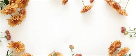 주황색 국화 꽃 흰색 배경 상단보기에 프레임 배너를 분리 공간을 복사합니다 꽃 카드 가을 꽃 0명에 대한 스톡 사진 및 기타