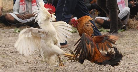 Rooster With Blade Tied To Its Leg Kills Owner During Illegal Cockfight