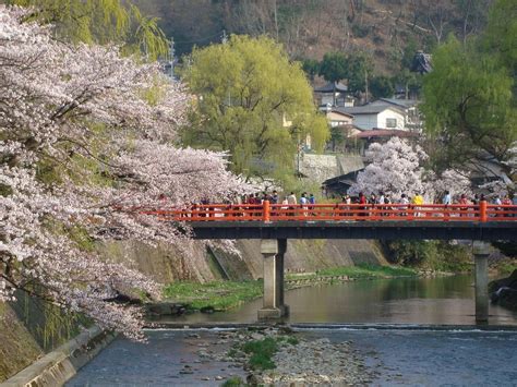 飛騨高山 ええぜな宿ねっと 新着情報 桜が満開になりました