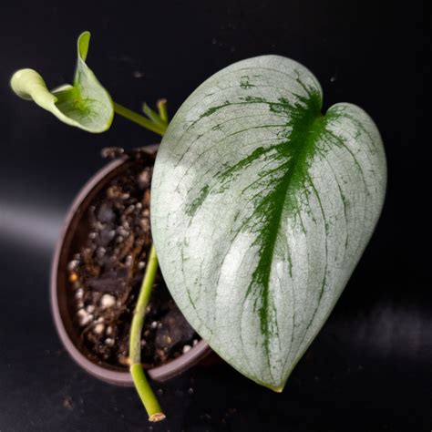 Scindapsus Platinum Borneo Etsy