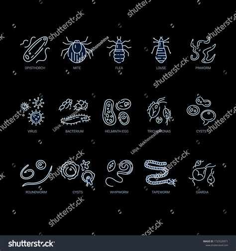 Human Parasites Set Linear Icons Roundworms Stock Vector Royalty Free