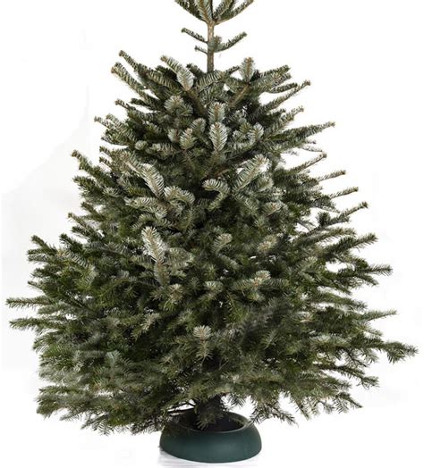 Quel pied de sapin de Noël choisir Gamm vert