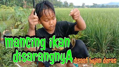 Mancing Disarang Ikan Saat Hujan Deras YouTube