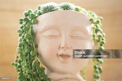 소녀들의 화분에 있는 돌나물과 다육 식물은 나무 벽 배경에 있다 화분에 심은 즙이 많은 정원지속 가능한 디자인 미학식물 녹색 머리를 가진 웃는 소녀 냄비