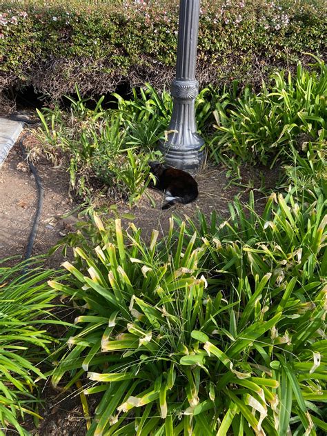 🚨🚨🚨powell Cat Alert🚨🚨🚨 R Ucla