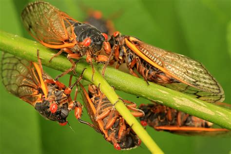 Billions Of Cicadas Are Invading The Us Should Californians Be Worried