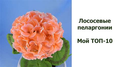 Лососевые пеларгонии. Мой ТОП - 10 - YouTube