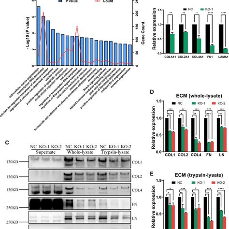 Slc39a5 Depletion Impairs Extracellular Matrix Ecm Synthesis A