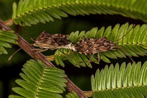 Premium Photo Adult Leaffooted Bugs