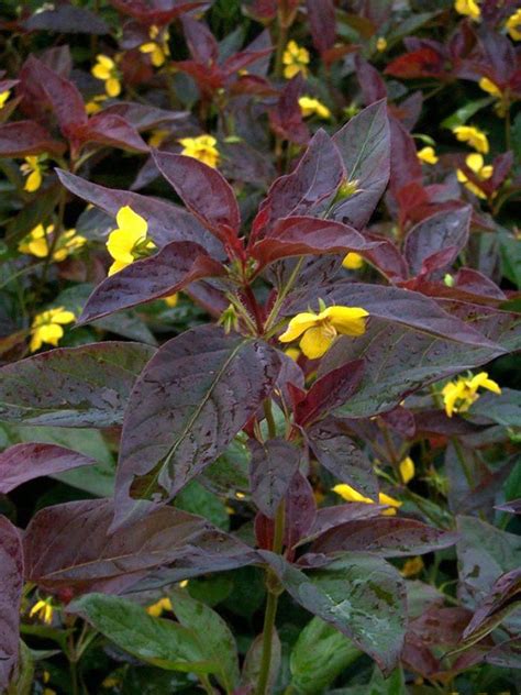 Firecracker Loosestrife Jeffries Nurseries