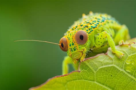Premium Photo Macro Photography