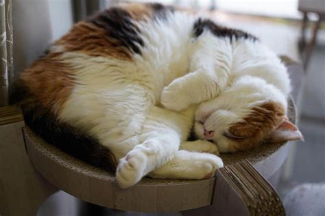 みかんさんのインスタグラム写真 みかんinstagram「 💤👻 みかん Cat Catstagram」4月29日 8時12分