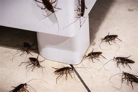 Solved Why Are There Suddenly So Many Cockroaches In My House Bob Vila