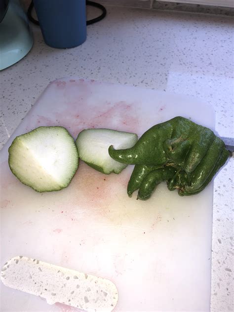 I Found This Growing On A Tree It Smells Like A Lemon Whatsthisplant