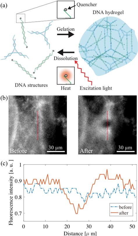 Figure 1 From Optical Dissolution Control Of Dna Hydrogels For Transformable Micro Robot