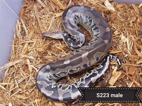 Chrome Dome Short Tails Sumatran Short Tailed Python By Bio Boutique